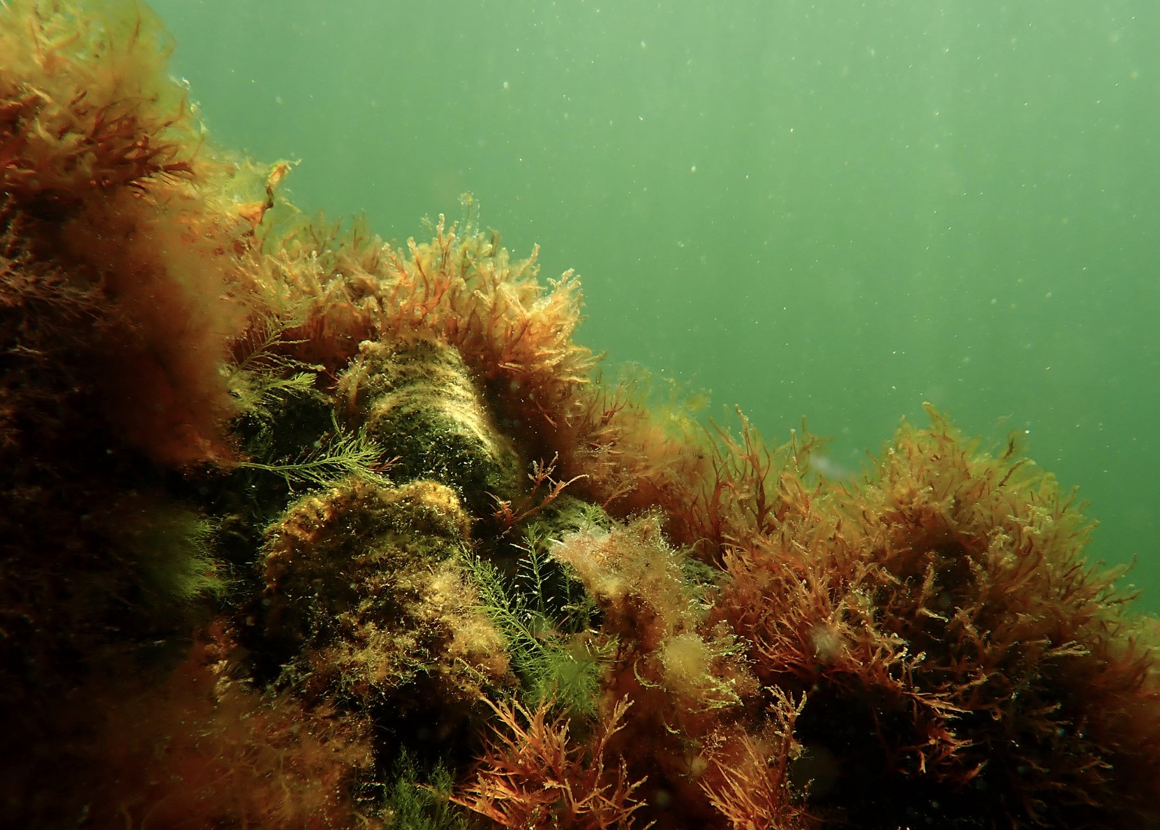 Wat is duurzame en schone brandstof? | Natuur & Milieu