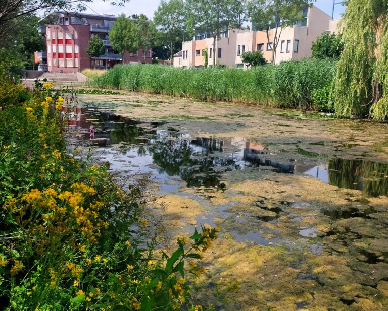 Hoe zorgen we in Nederland voor schoon water? | Natuur & Milieu