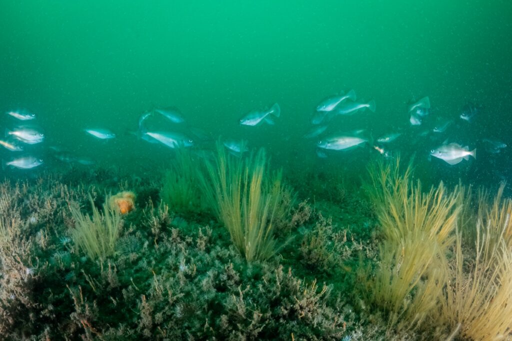 Onderwaterbeelden tonen zeeleven in windpark Blauwwind | Natuur & Milieu