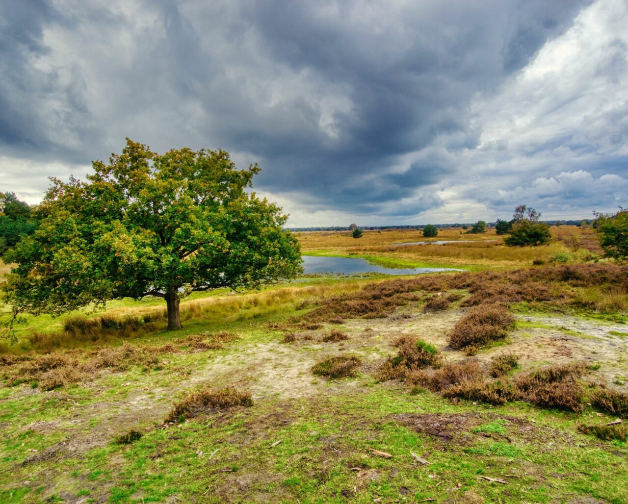 Natuur & Milieu reageert op nieuwe stikstofplannen Wiersma | Natuur ...